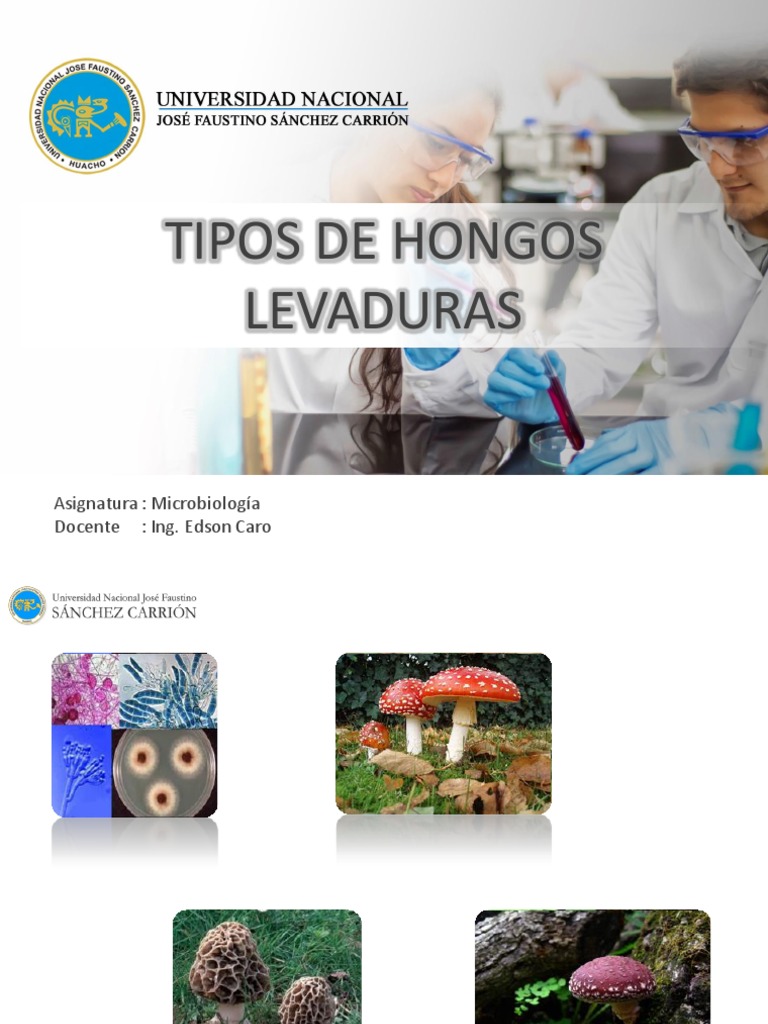 15 Tipos de Hongos-Levaduras | PDF | Saccharomyces Cerevisiae | Levadura