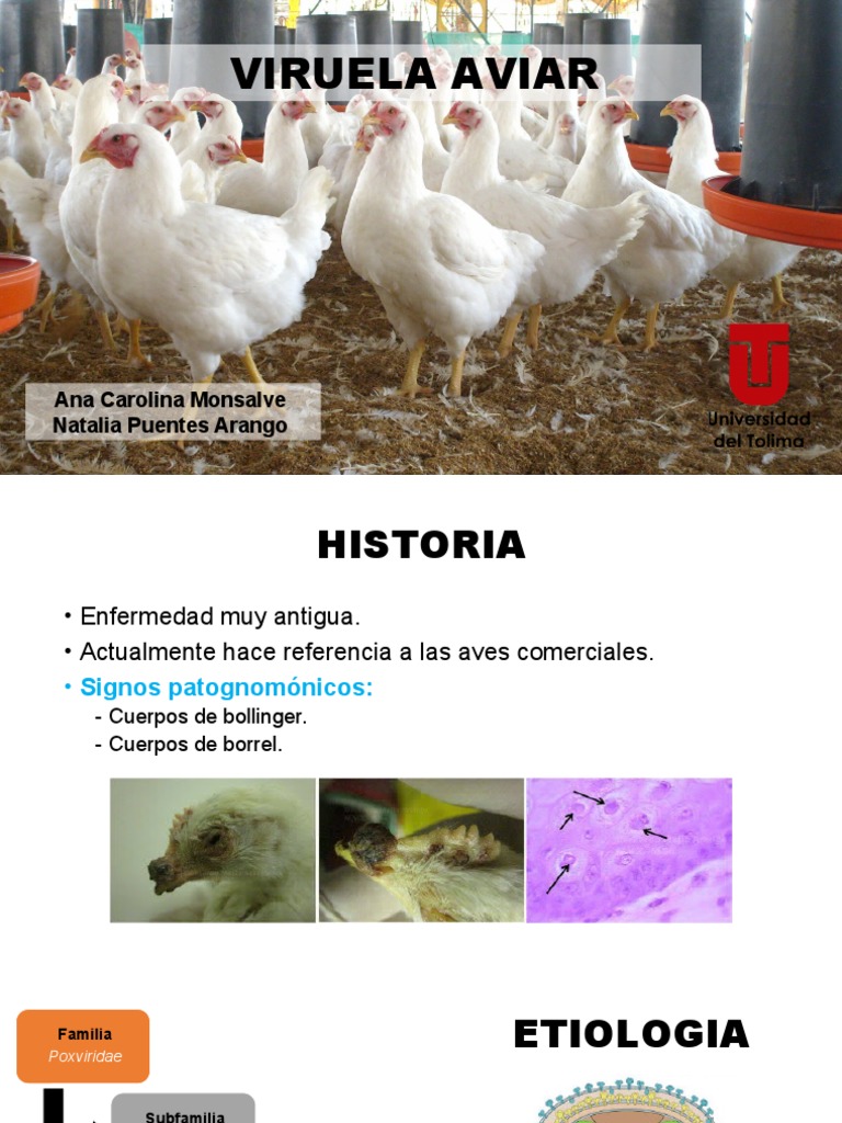 Expo Viruela Aviar | PDF | Enfermedades animales | Enfermedades y ...