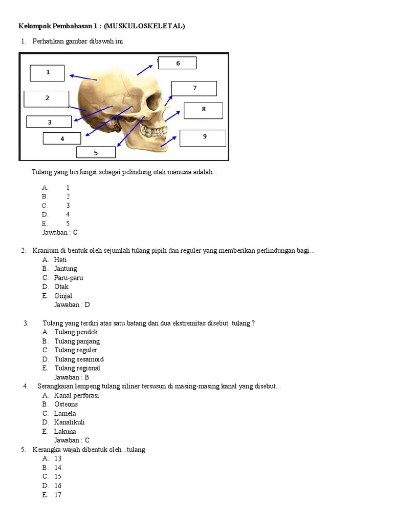Soal Soal Anatomi Pdf