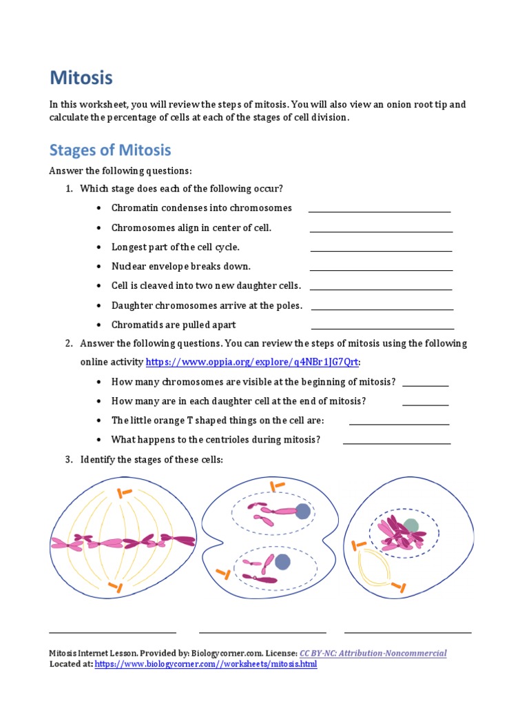 Mitosis Worksheet PDF | PDF | Mitosis | Cell Cycle