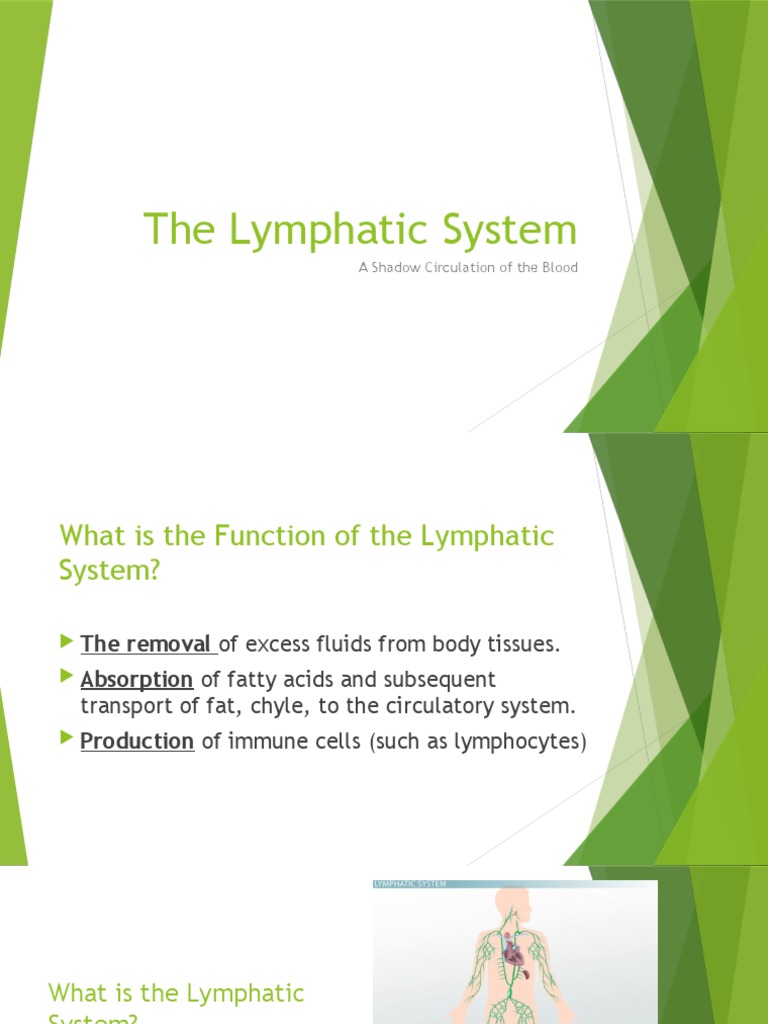 Understanding the Lymphatic System | PDF | Lymphatic System | Lymph