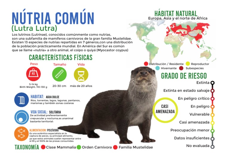 Nutria Infografia | PDF | Nutria | Organismos