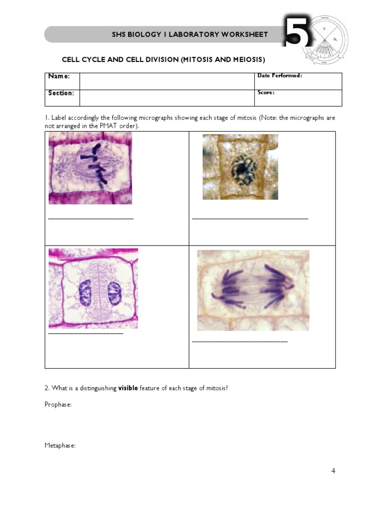 Mitosis and Meiosis Worksheets | PDF | Meiosis | Mitosis