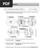 Mitosis Virtual Lab Answer Sheet Part2 | PDF | Mitosis | Cell Cycle