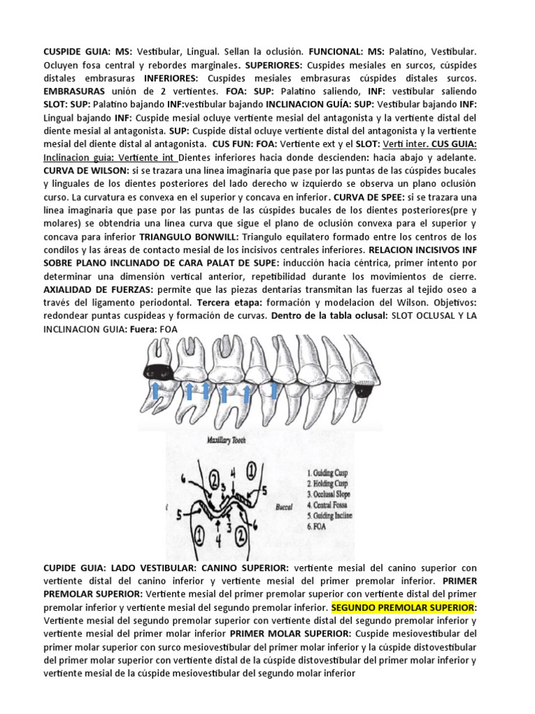 Cuspide Guia | PDF | Anatomia animal | Anatomia dental