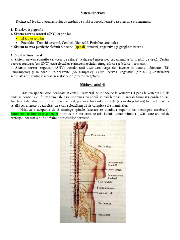 Maduva Spinarii PDF | PDF