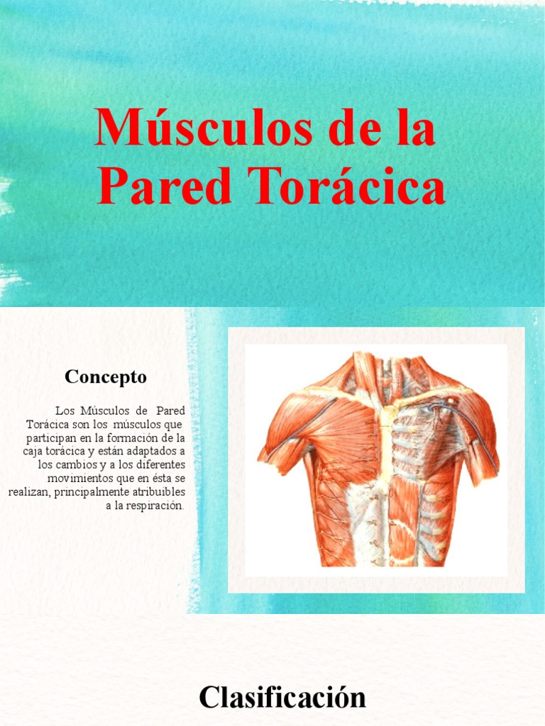 Músculos de La Pared Toracica | PDF