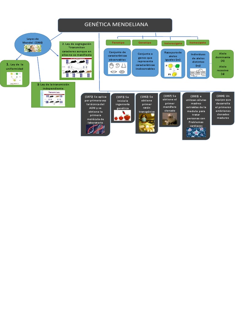 Genética Mendeliana Mapa Mental PDF | PDF | Dominancia (Genética) | Genética