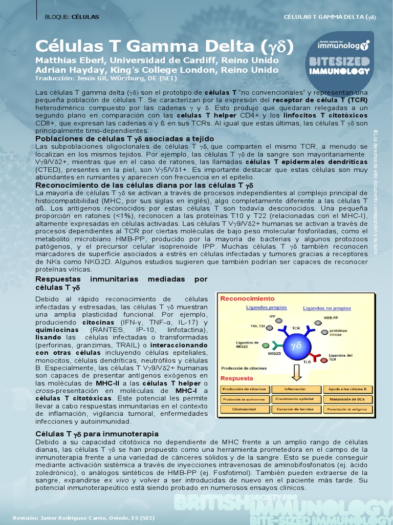 Gamma Delta (GD) T Cells (Células T Gamma Delta) | PDF | Célula T ...