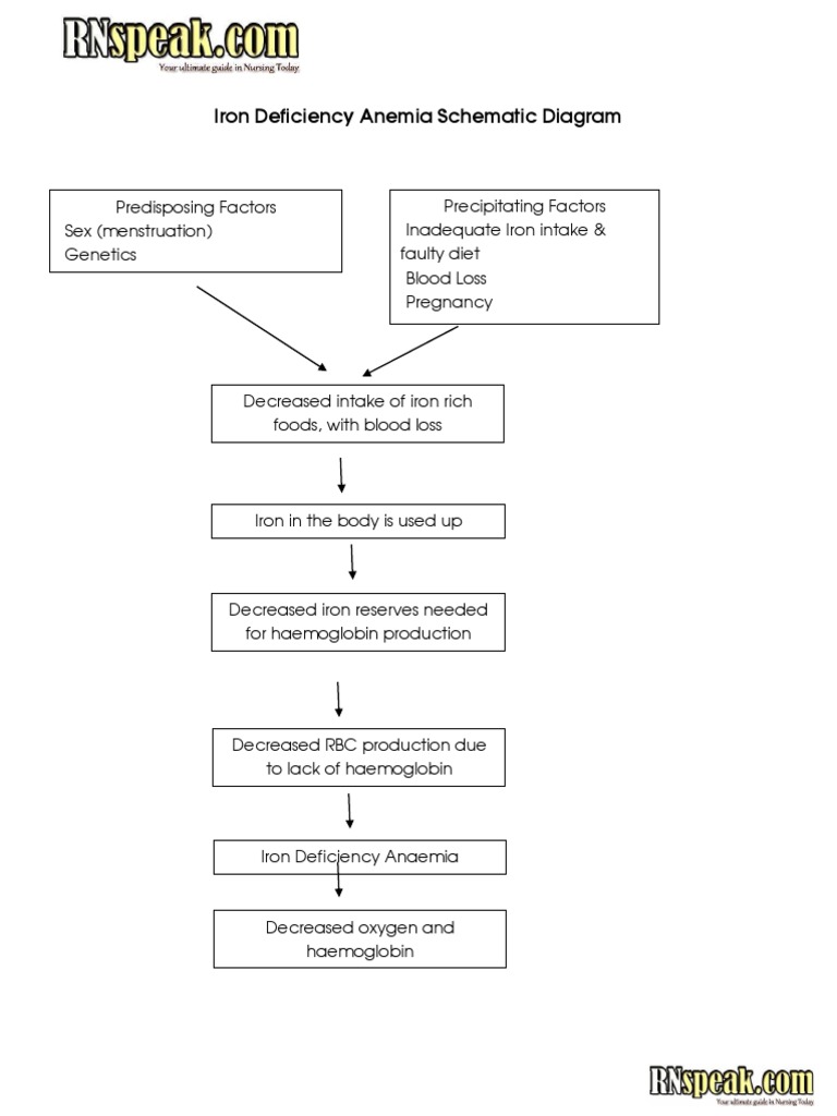 Iron Deficiency Anemia Schematic Diagram | PDF