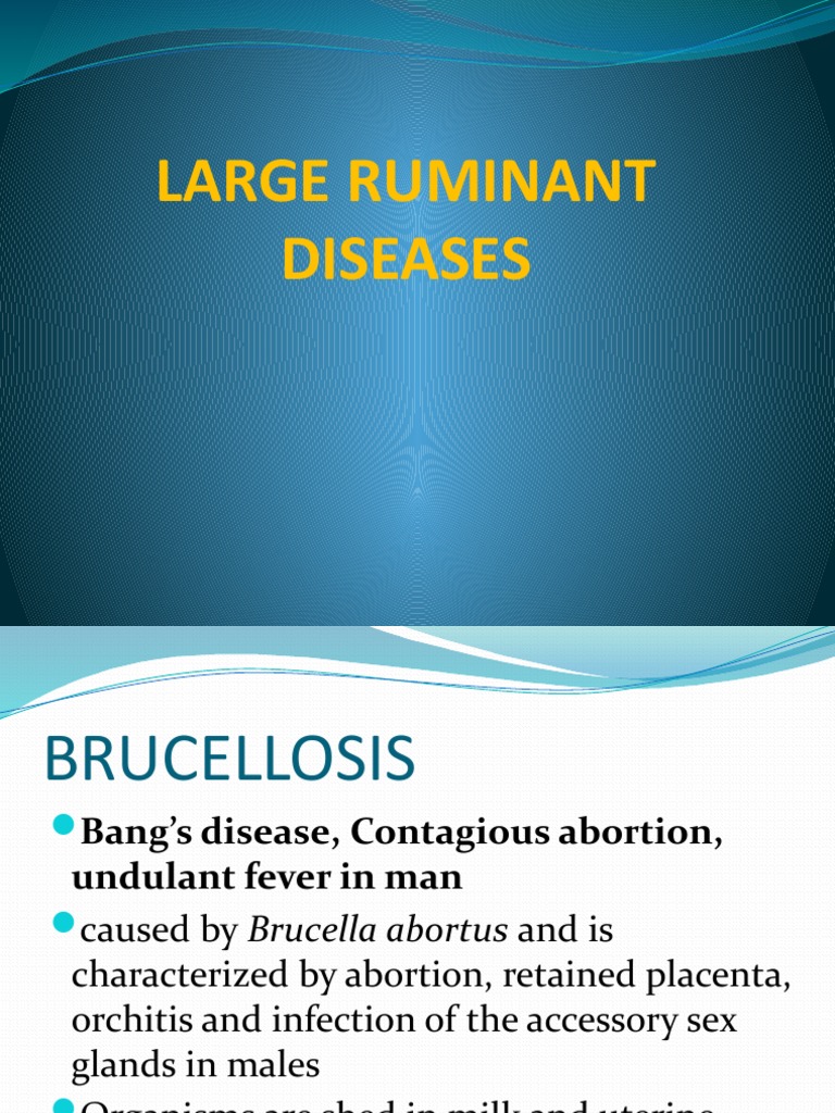 Large Ruminant Diseases | PDF | Medical Specialties | Diseases And ...