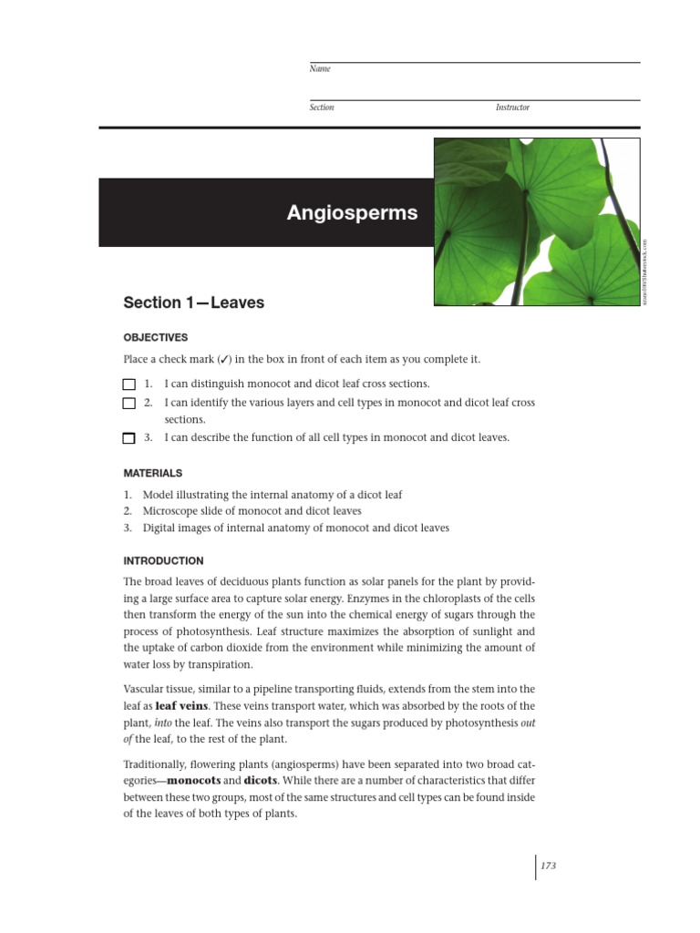 Angiosperms Lab Activity | PDF | Leaf | Flowers