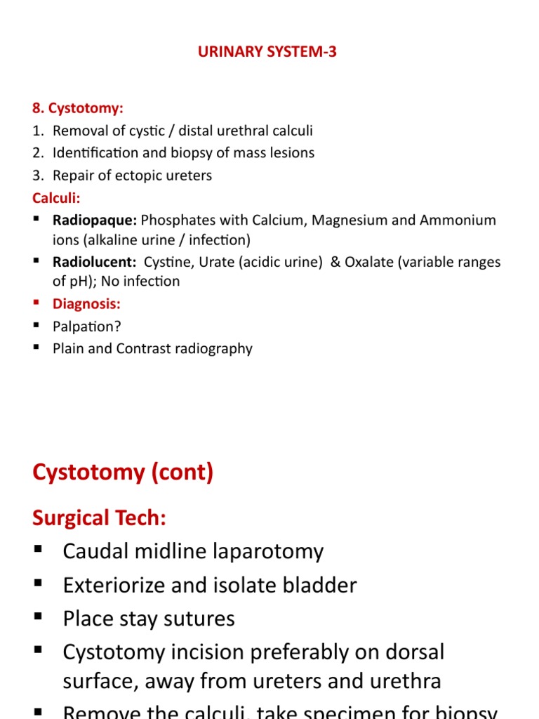 Urinary System-3: 8. Cystotomy | Download Free PDF | Surgery | Animal ...