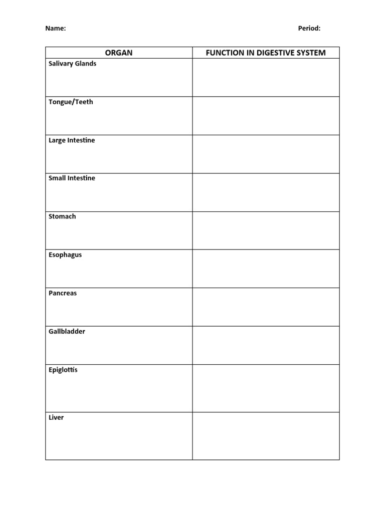 Organ Function in Digestive System | PDF