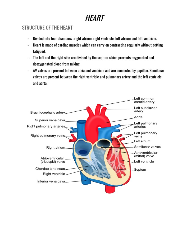 Heart U5 Alevel Bio | PDF | Atrium (Heart) | Heart Valve