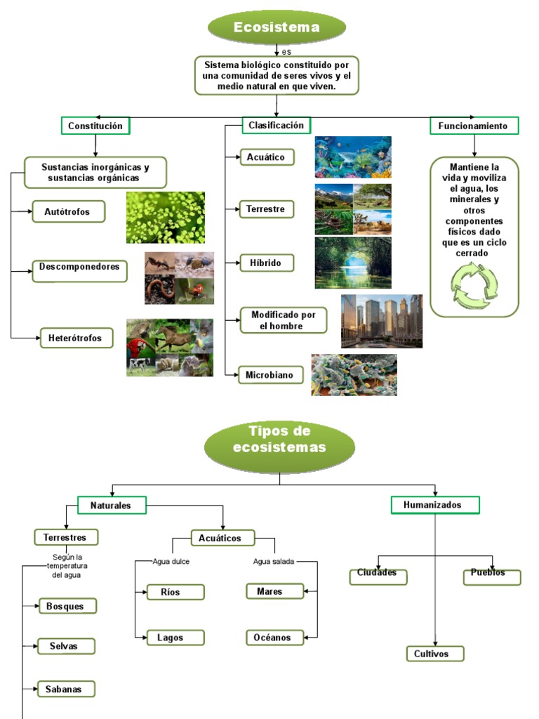 Mapa Conceptual de Ecosistema | PDF | Ecosistema | Suelo