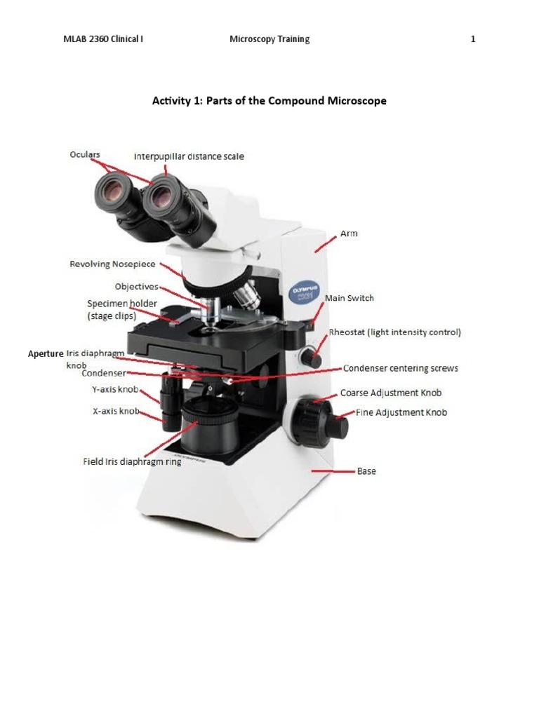 Activity 1: Parts of The Compound Microscope: MLAB 2360 Clinical I ...