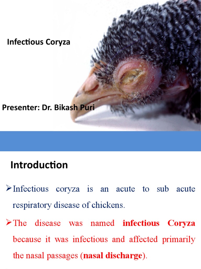 Infectious Coryza: Presenter: Dr. Bikash Puri | PDF | Infection | Human ...
