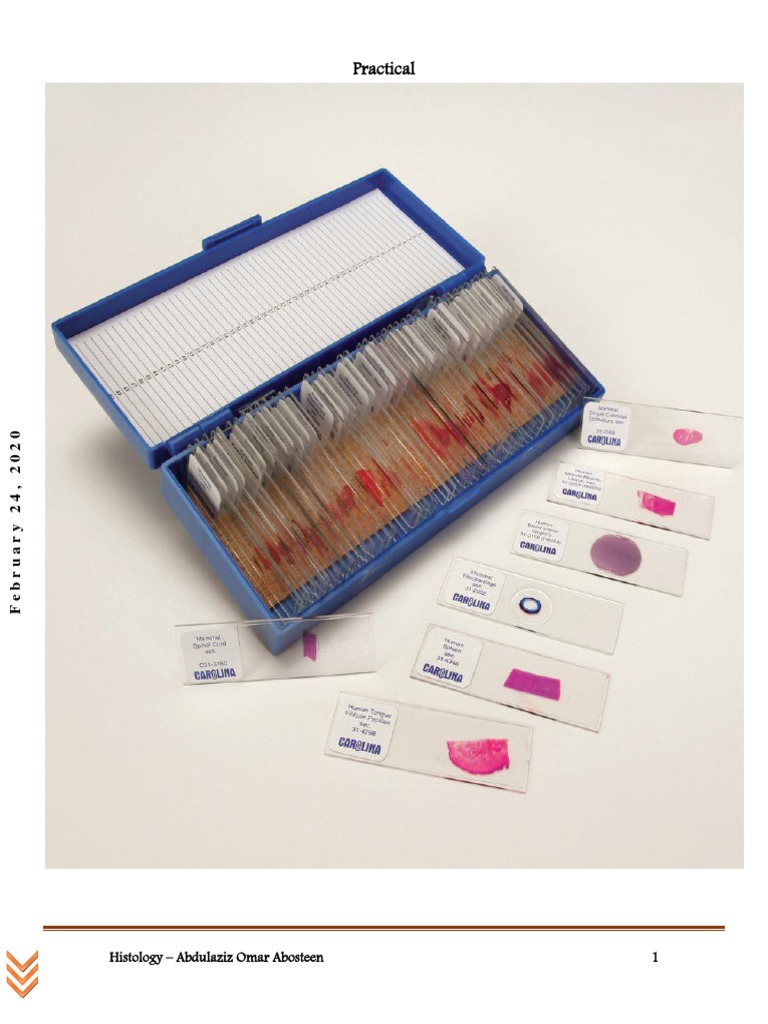 Practical Slides Under Microscope | PDF | Meiosis | Necrosis