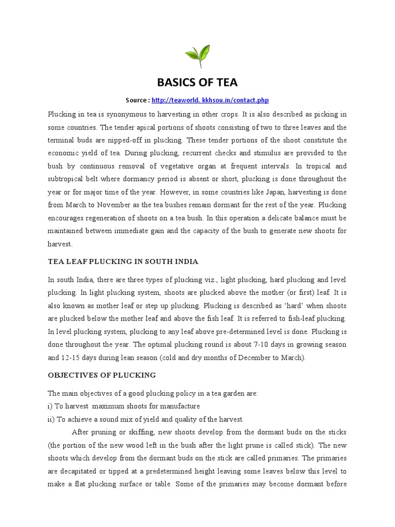 Basics of Tea | PDF | Pruning | Tea