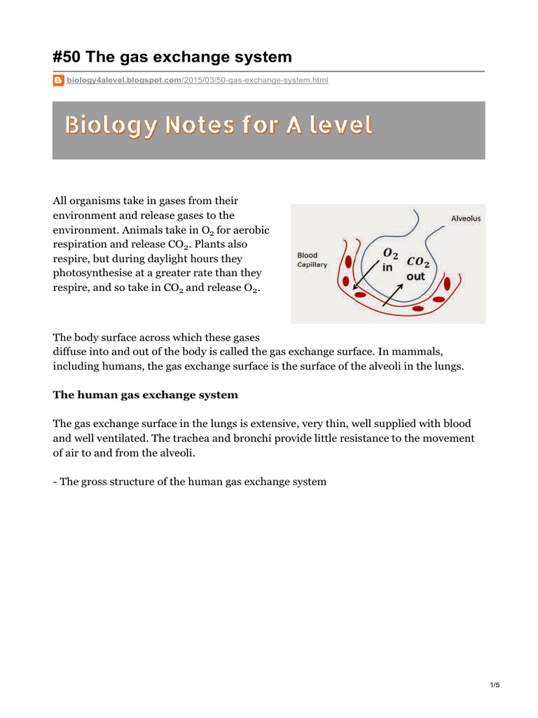 50 The Gas Exchange System | PDF | Lung | Breathing