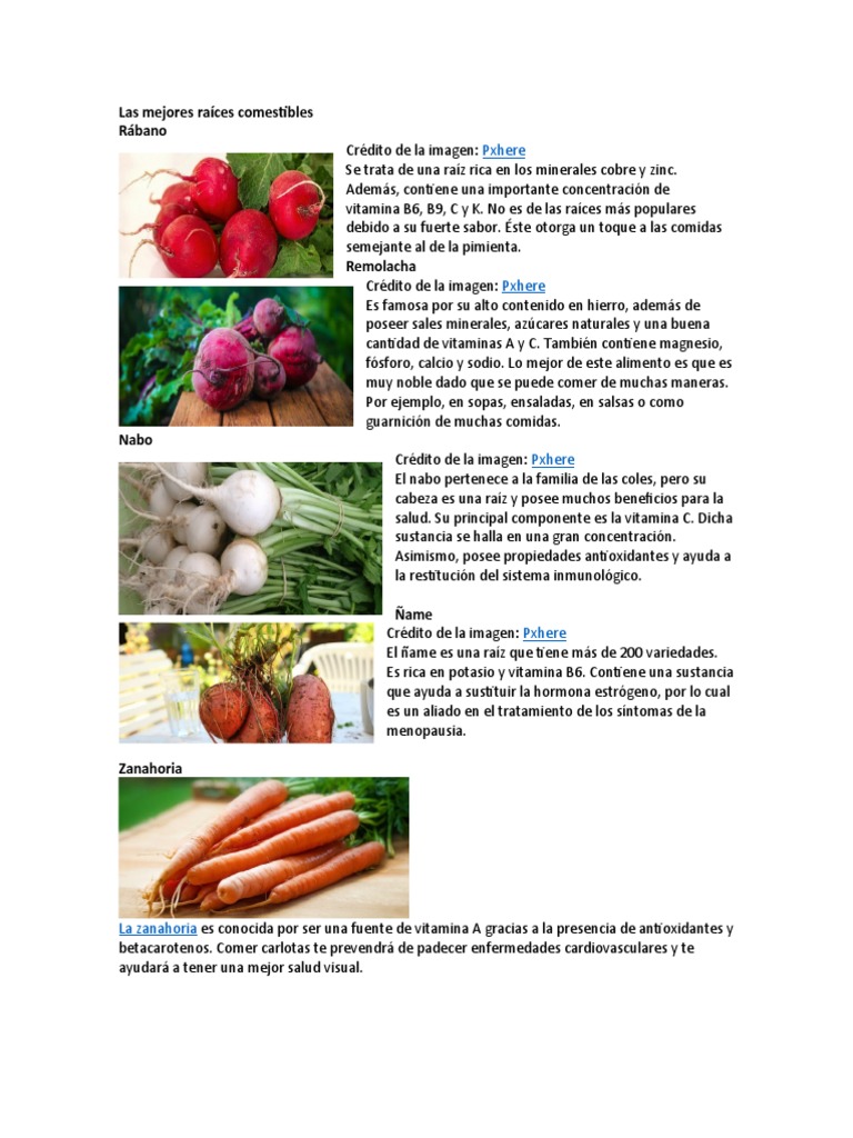 Raices Comestibles | PDF | Fibra dietética | Dieta y nutrición