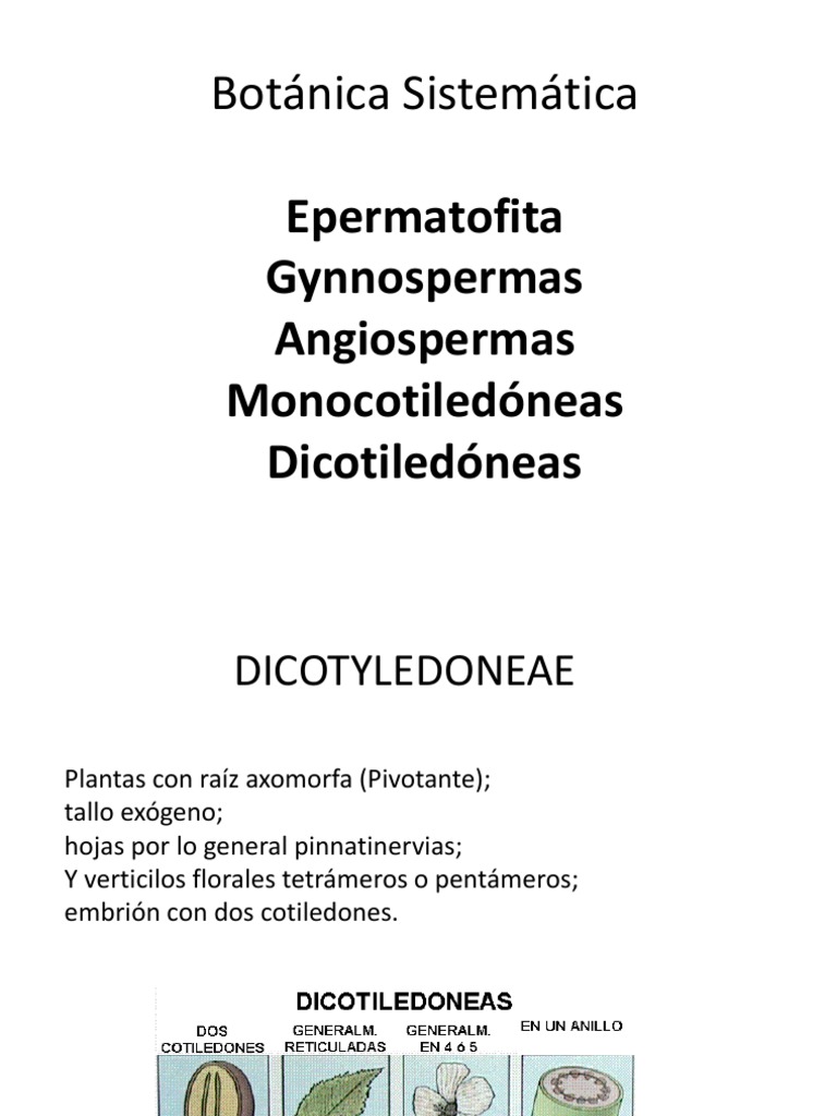 Clasificación de Dicotiledóneas | PDF | Morfología Vegetal | Ramas de la botánica