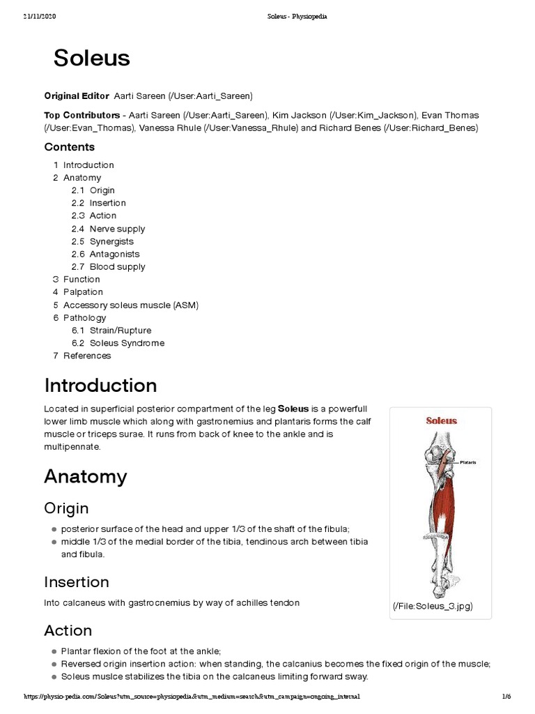 Soleus Muscle Guide: Anatomy, Function & Pathology | PDF ...