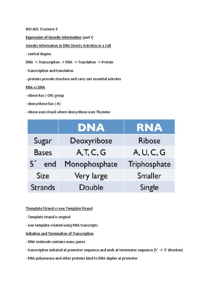 Expression of Genetic Information (Part I) | PDF | Messenger Rna | Rna