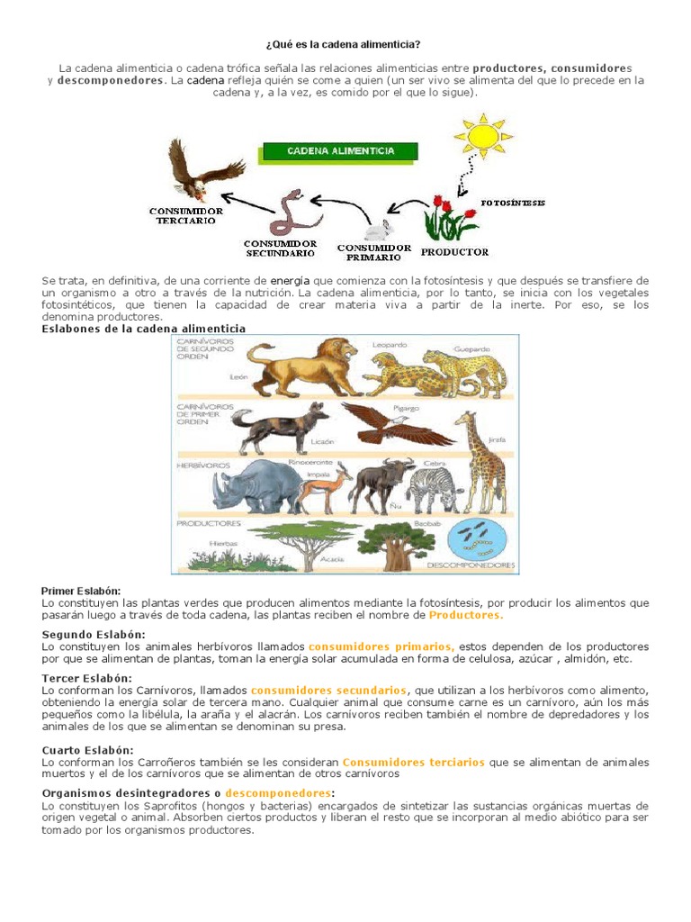 Qué Es La Cadena Alimenticia | PDF