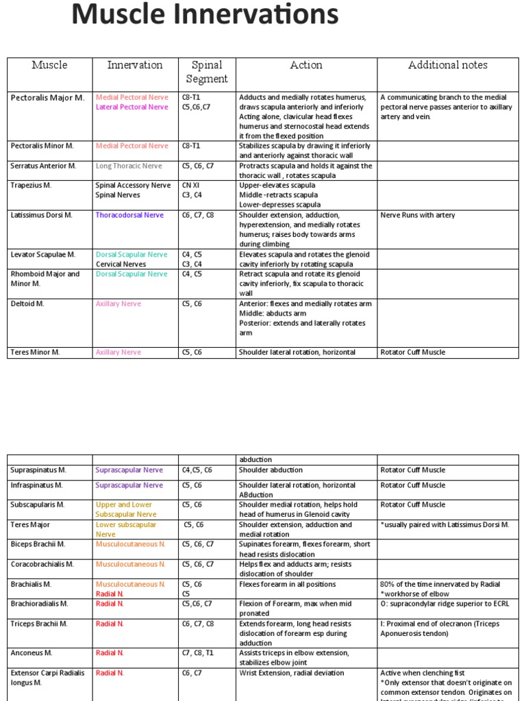 Muscle Innervations | PDF | Thumb | Hand