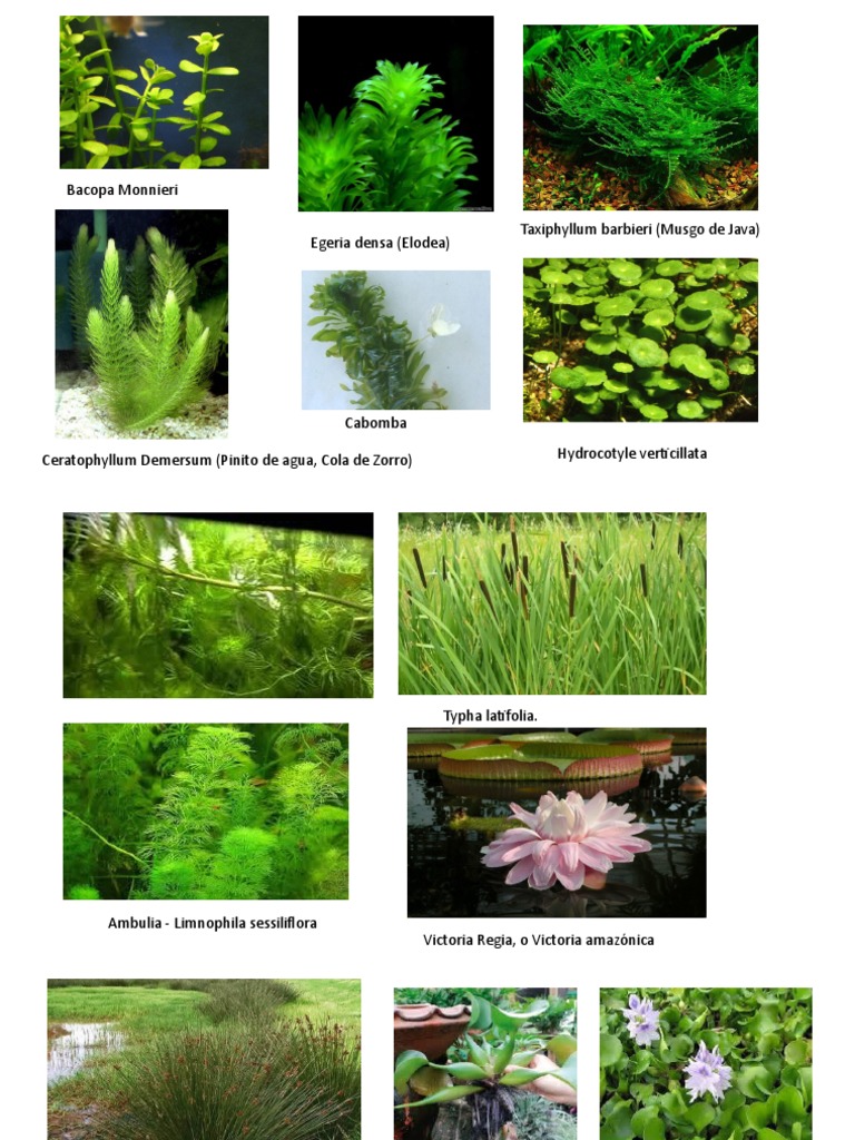 Plantas Acuáticas: Guía de Especies | PDF