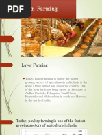 Chicken Feed Formulation | PDF | Chicken | Broiler