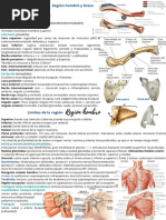 Anatomía del Brazo: Estructura y Función | PDF | Codo | Extremidades ...