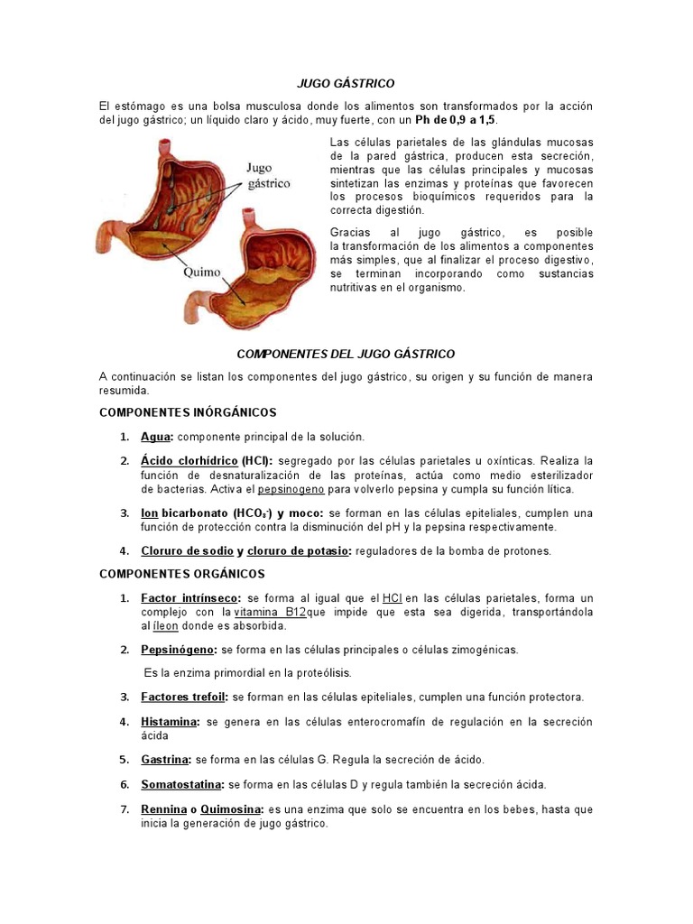 Jugo Gástrico | PDF | Digestión | Estómago