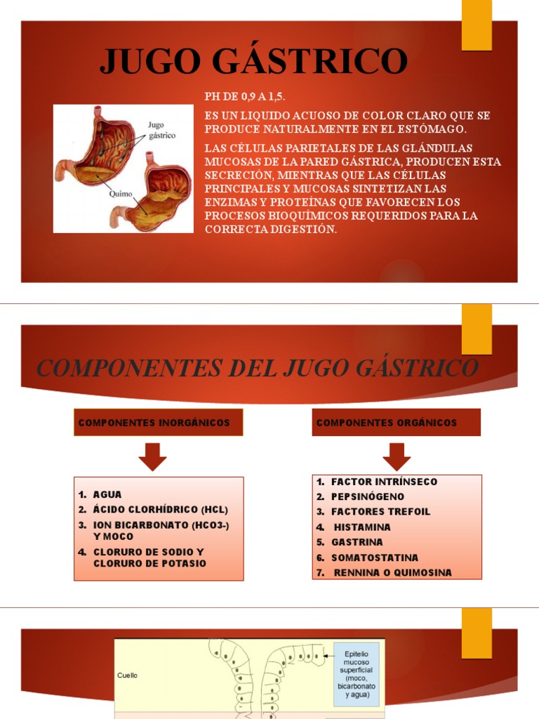 Jugo Gástrico | PDF | Estómago | Digestión