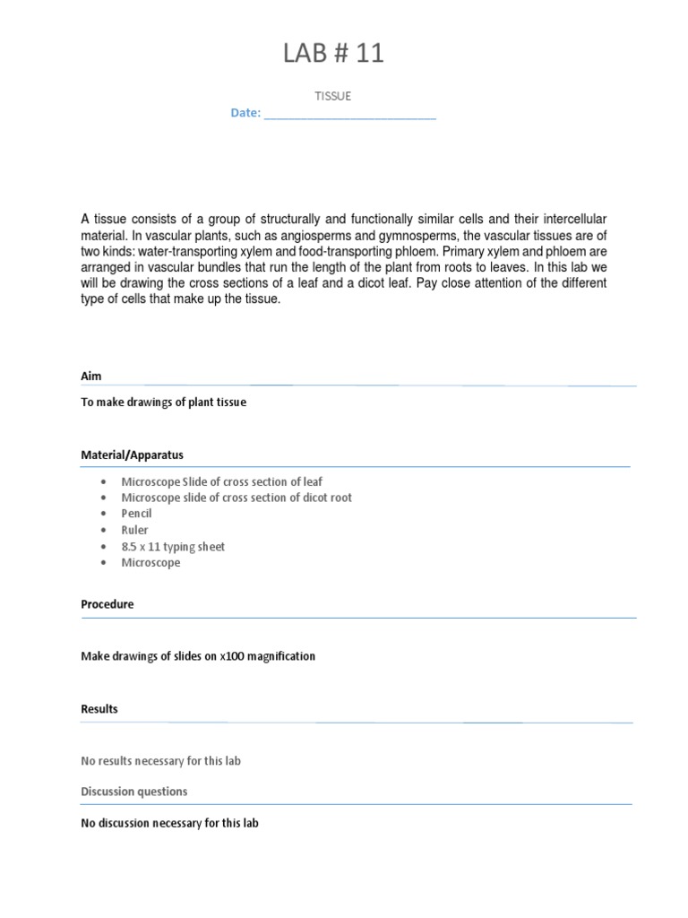 Lab 11 - Drawing of Tissue PDF | PDF