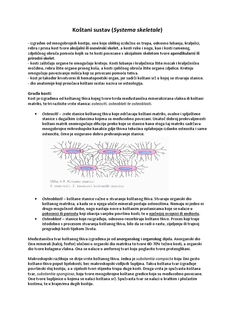Anatomija Skripta PDF | PDF