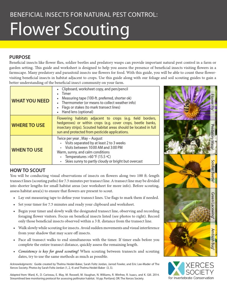 Beneficial Insect Scouting Guide FLOWER 2017 035 | PDF | Insects | Flowers