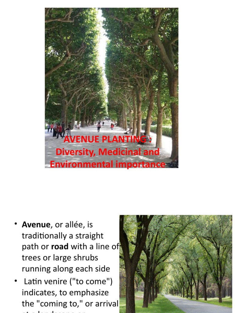 Avenue Trees: Importance and Selection | PDF | Trees | Plants