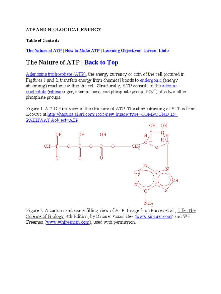 Understanding ATP: Energy Currency Explained | PDF | Adenosine ...