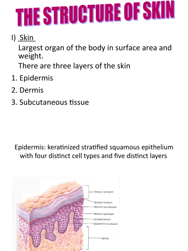 I) Skin Largest Organ of The Body in Surface Area and Weight. There Are ...