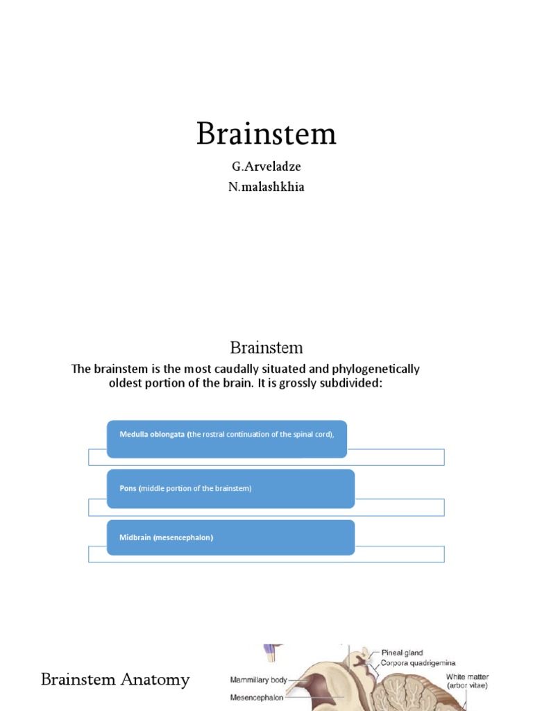 Brainstem | PDF | Brainstem | Nervous System