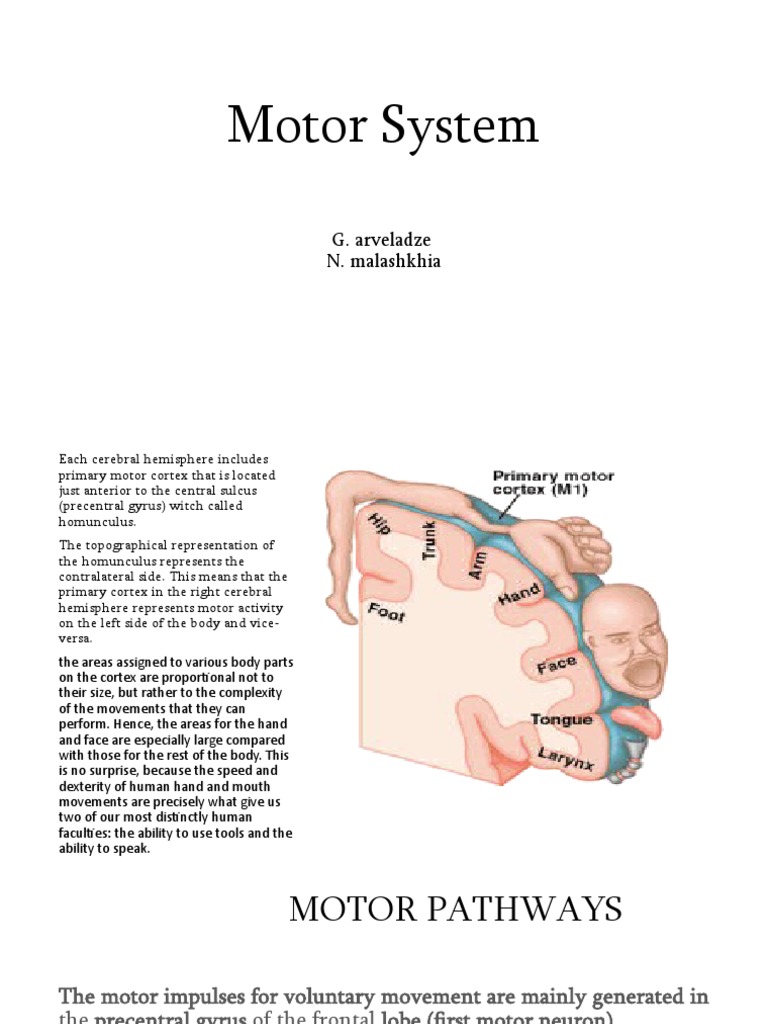 Motor System1 | PDF | Spinal Cord | Primate Anatomy