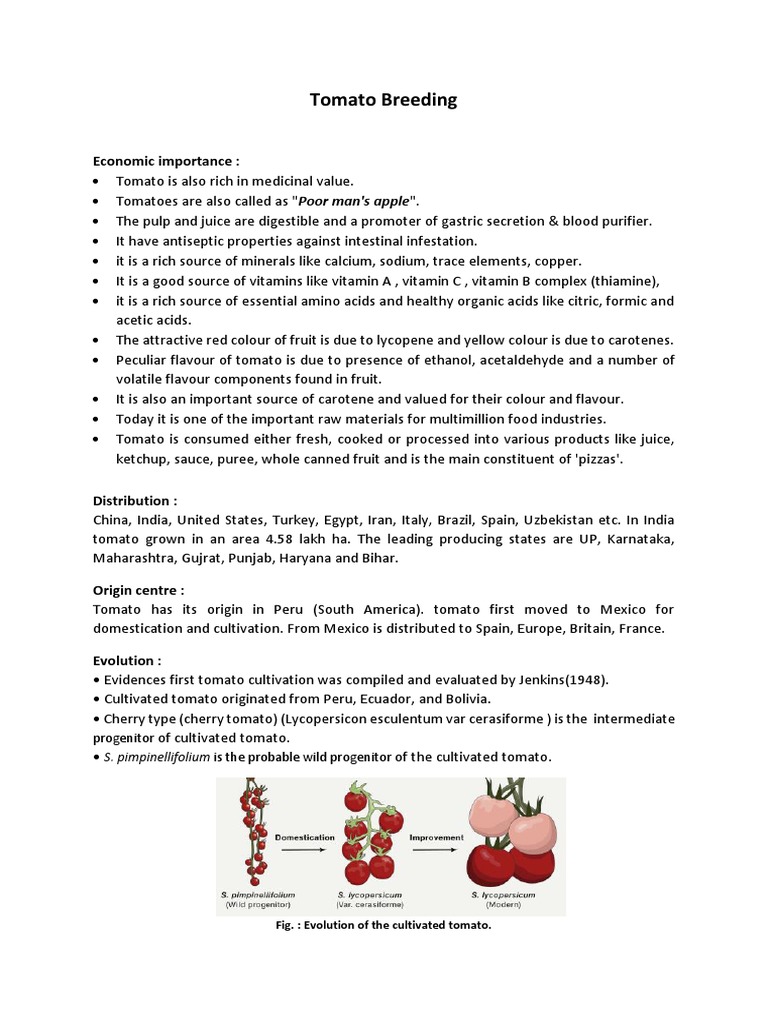 Tomato Breeding | PDF | Tomato | Plant Breeding