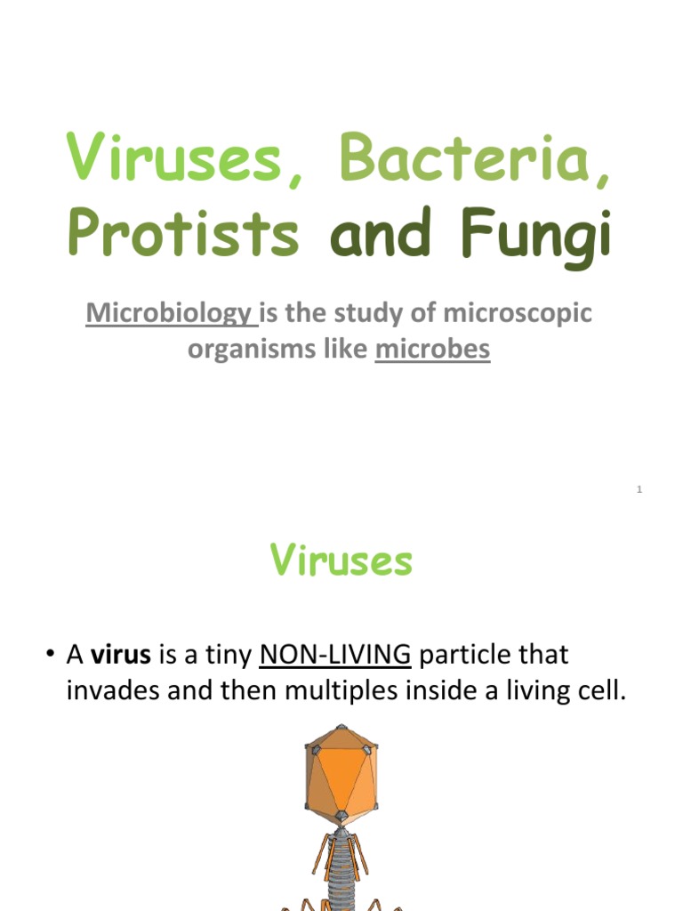 Viruses, Bacteria, Protists, and Fungi Overview | PDF | Virus | Fungus