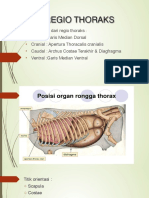 ANATOMI Thorax | PDF