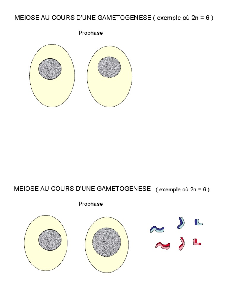 Meiose Pdf Méiose La Reproduction