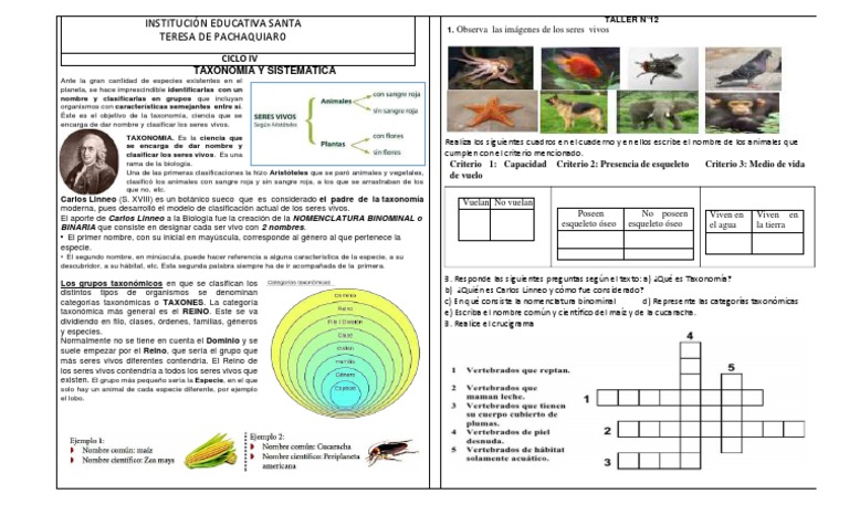 Actividad #12 Ciclo IV PDF | PDF | Taxonomía (biología) | Especies