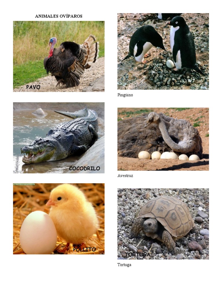 Animales Oviparos Viviparos y Ovoviviparos | PDF